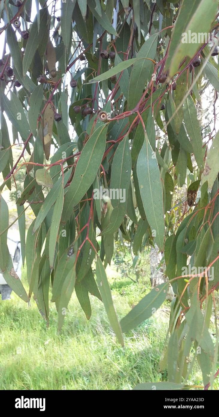 South Australian Blue Gum (Eucalyptus leucoxylon leucoxylon) Plantae ...