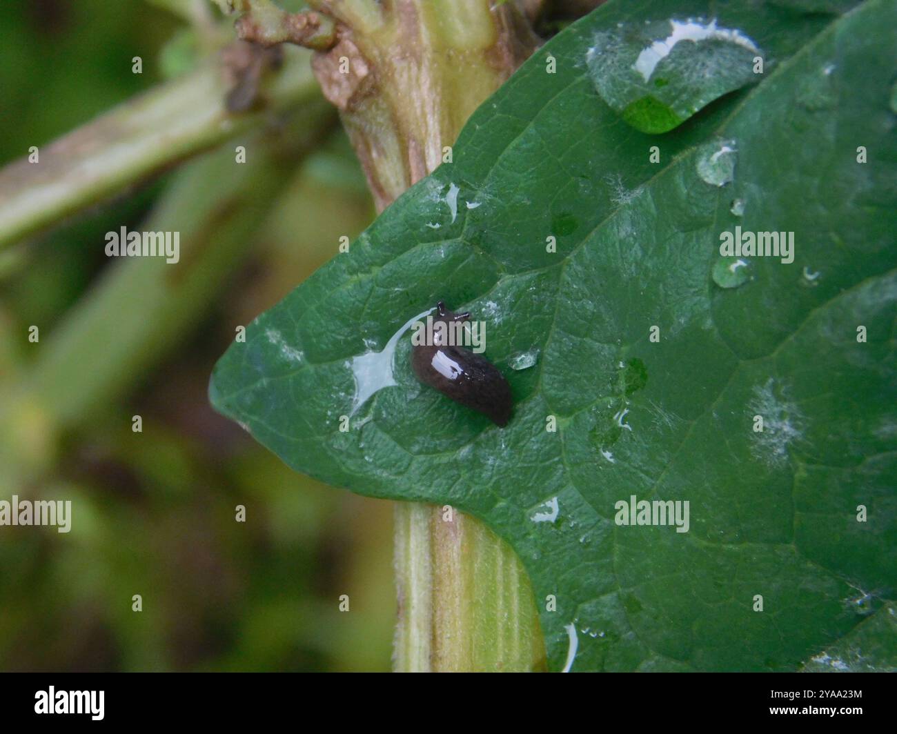 Keelback Slugs (Limacidae) Mollusca Stock Photo - Alamy