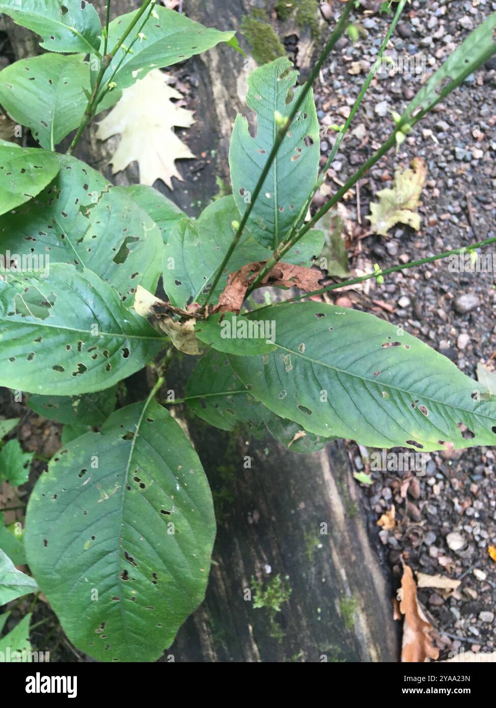American jumpseed (Persicaria virginiana) Plantae Stock Photo - Alamy