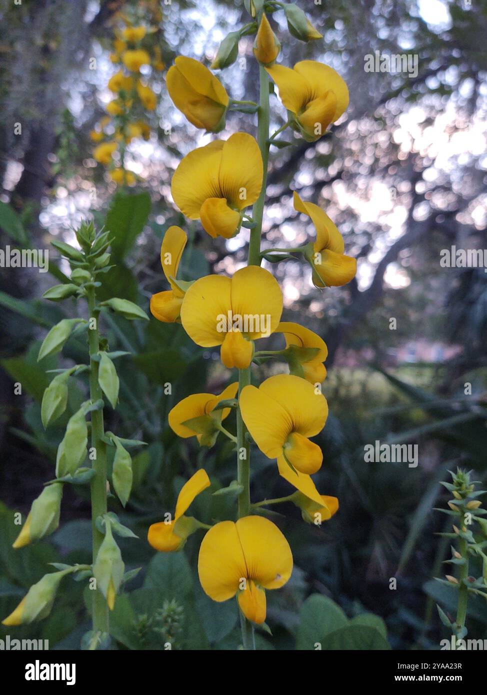 Showy Rattlebox (Crotalaria spectabilis) Plantae Stock Photo - Alamy