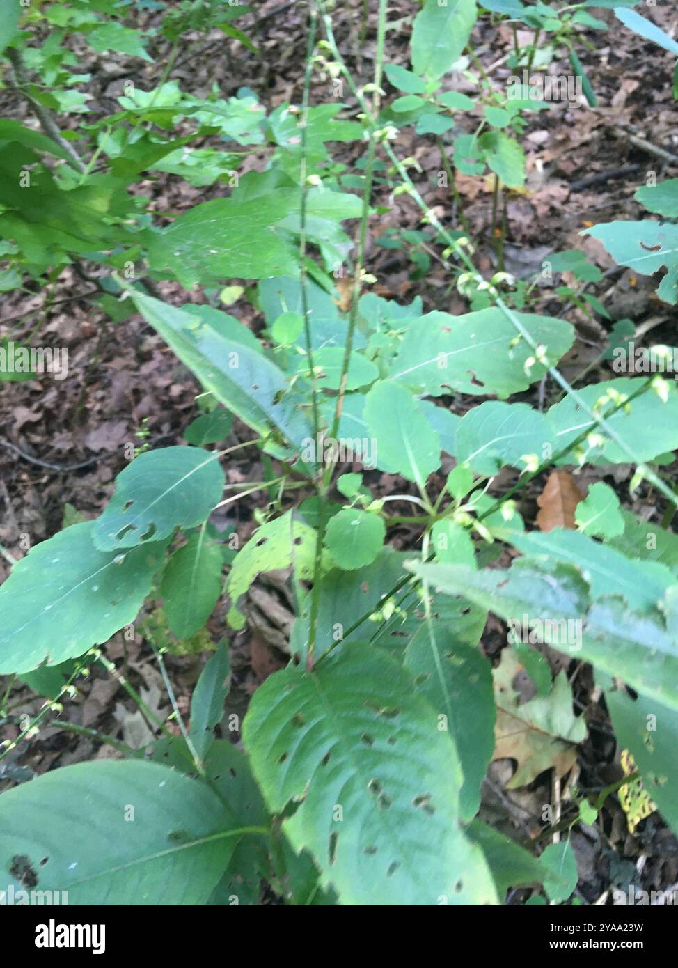 American jumpseed (Persicaria virginiana) Plantae Stock Photo - Alamy