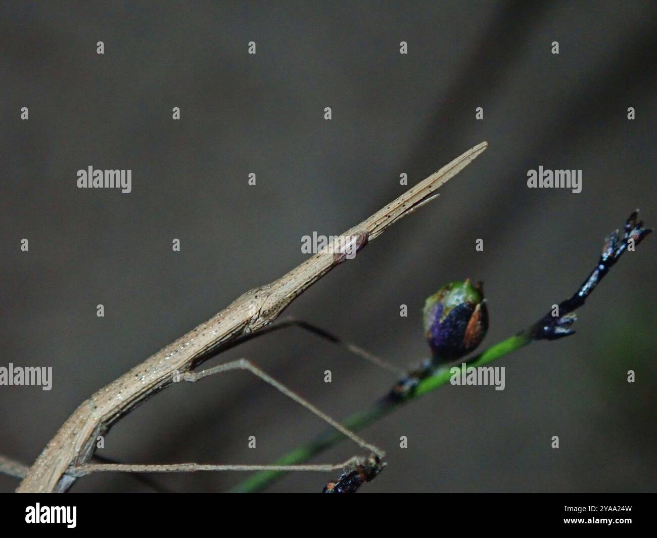 Neotropical Stick Grasshoppers (Proscopiidae) Insecta Stock Photo - Alamy