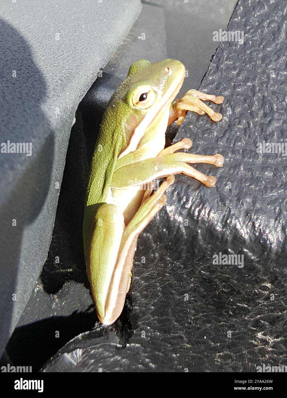 Green Treefrog (Hyla cinerea) Amphibia Stock Photo - Alamy