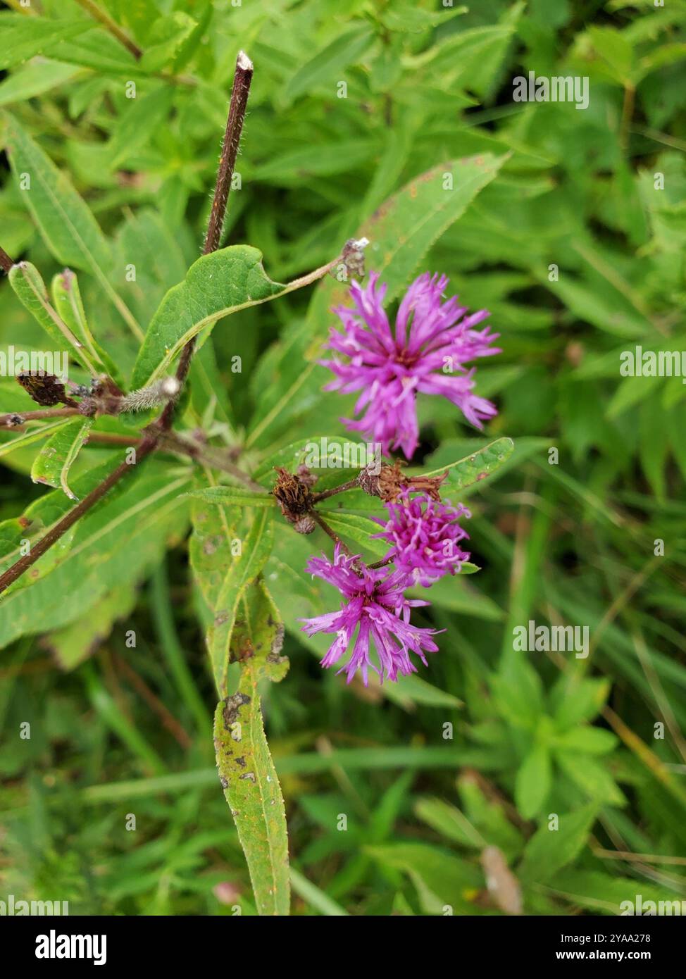 Tall Ironweed (Vernonia gigantea) Plantae Stock Photo - Alamy