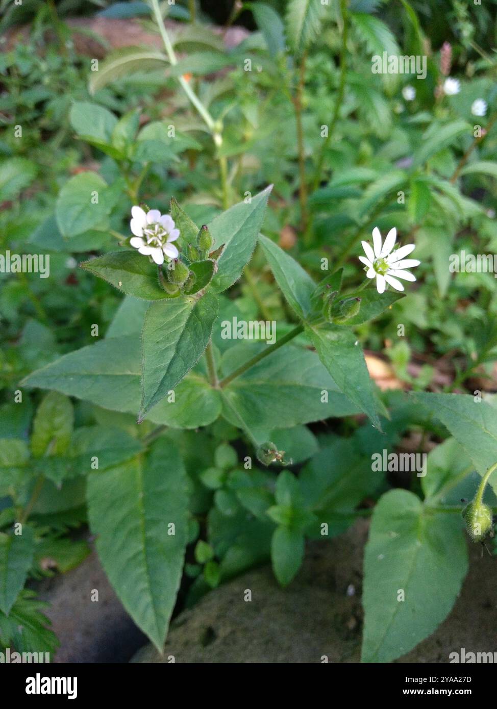 Water Chickweed (Stellaria aquatica) Plantae Stock Photo - Alamy