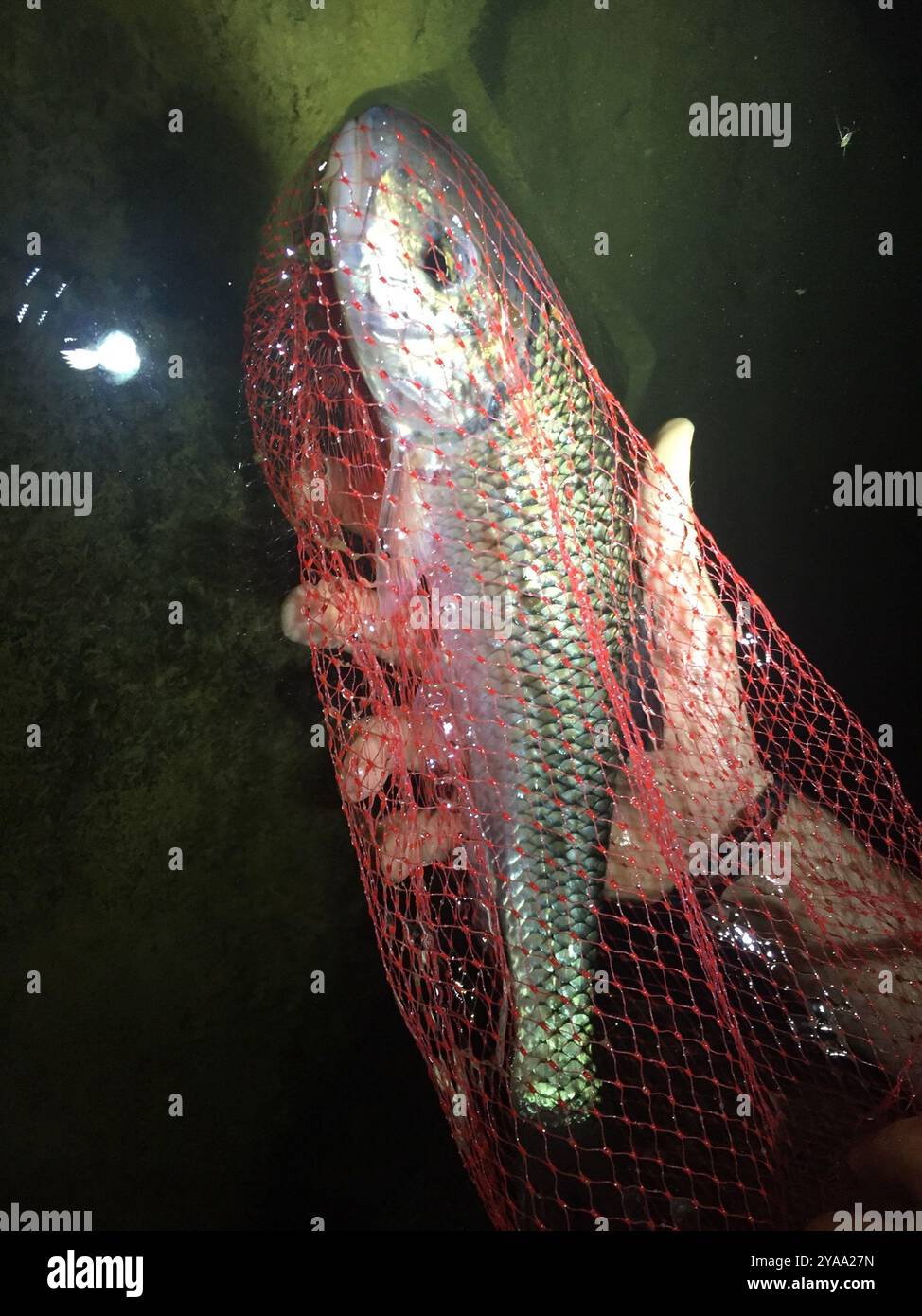 Fallfish (Semotilus corporalis) Actinopterygii Stock Photo - Alamy