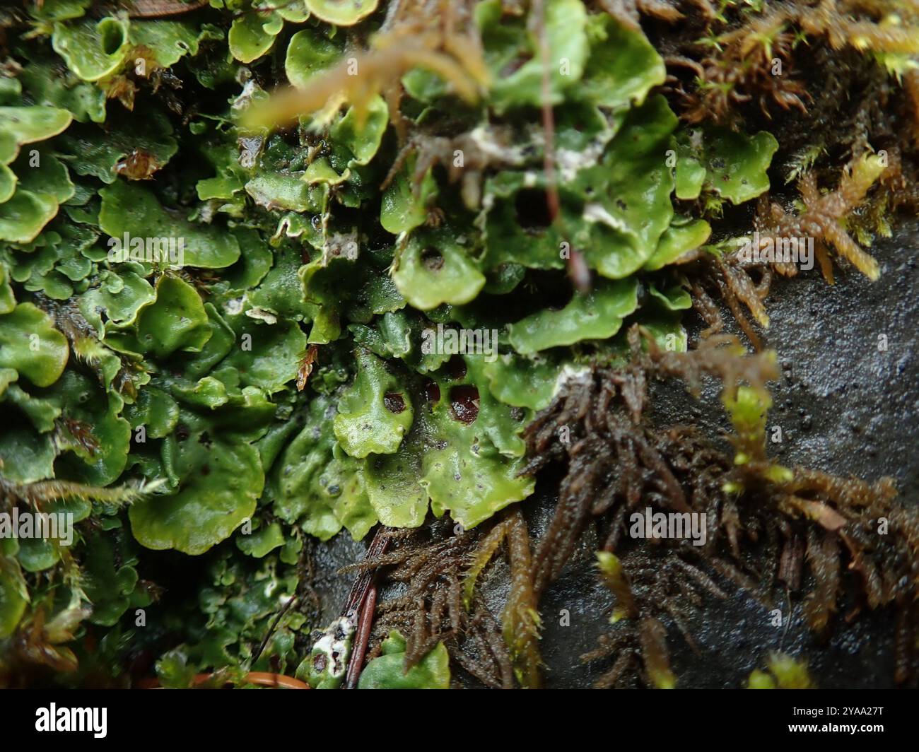 Common Chocolate Chip Lichen (Solorina saccata) Fungi Stock Photo - Alamy