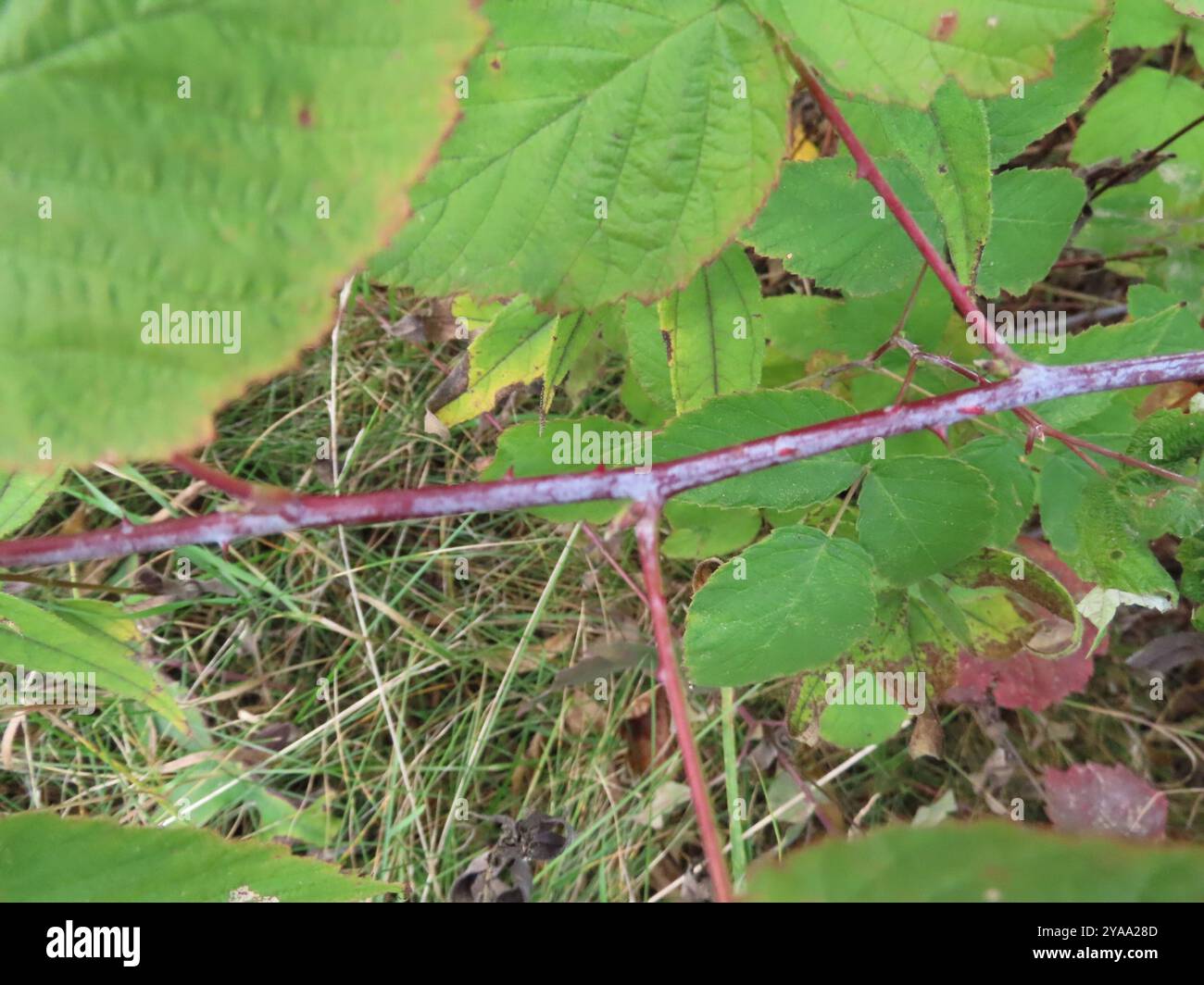 black raspberry (Rubus occidentalis) Plantae Stock Photo - Alamy