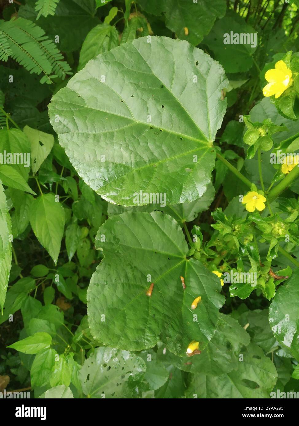 Malva de Caballo (Malachra capitata) Plantae Stock Photo - Alamy