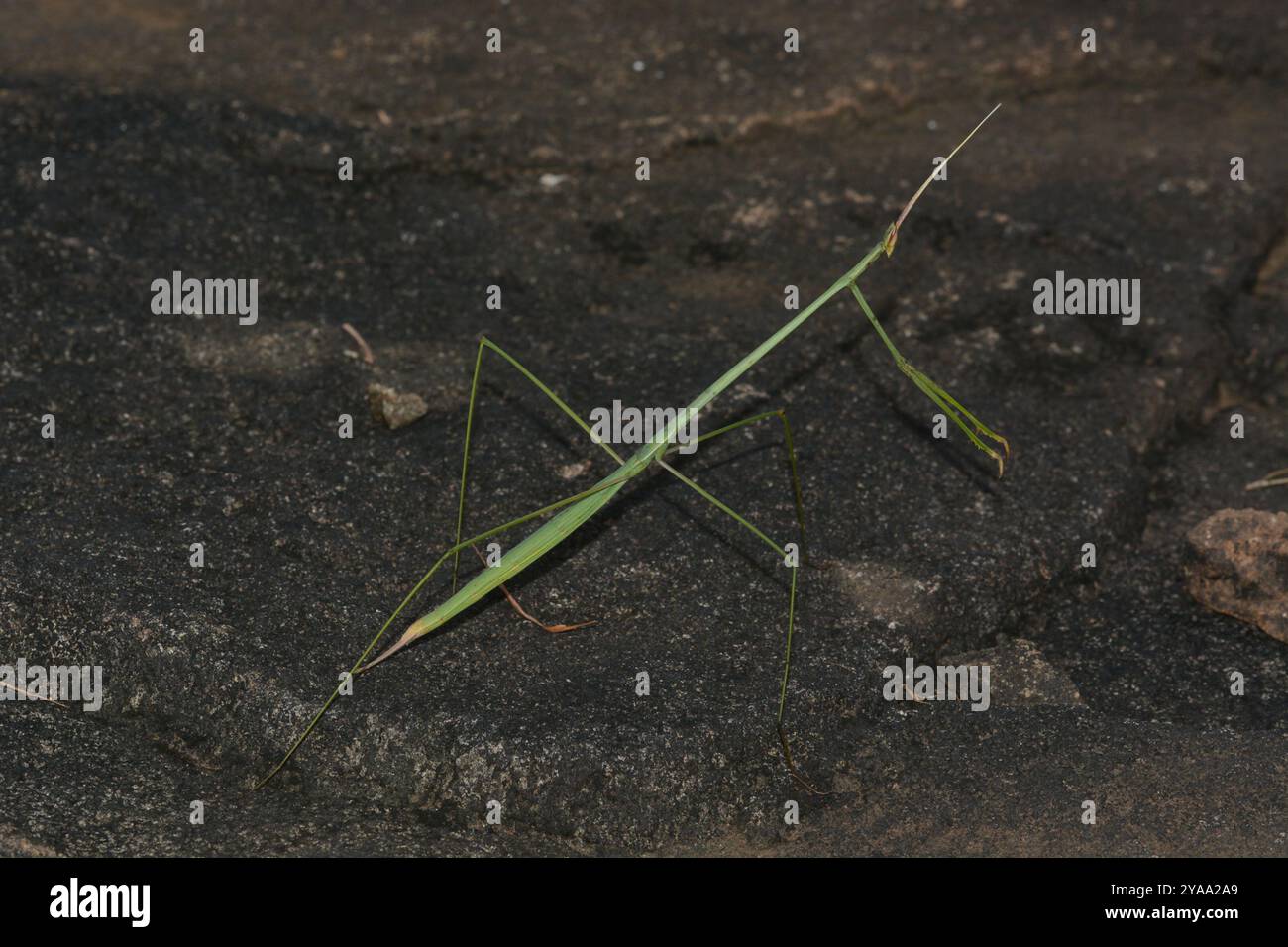 Indian grass mantis hi-res stock photography and images - Alamy