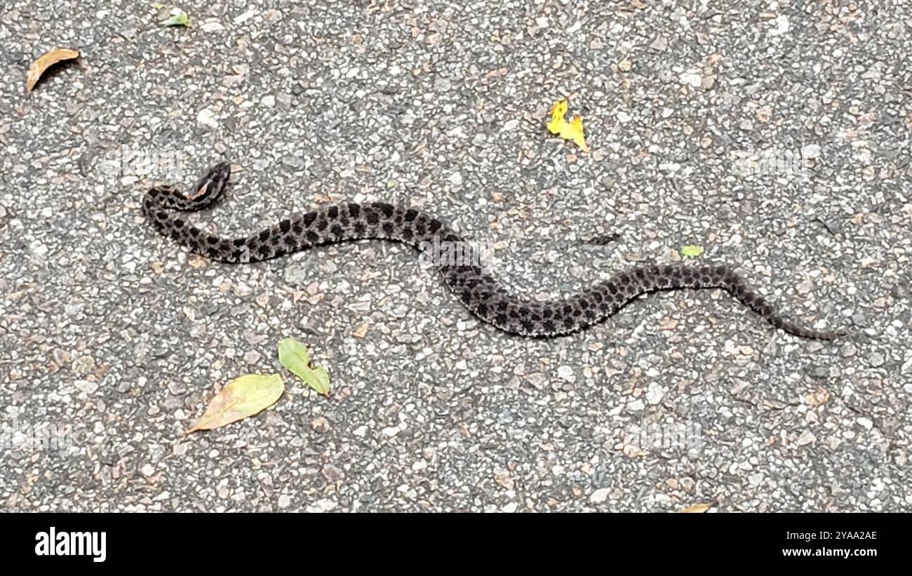 Dusky Pygmy Rattlesnake (Sistrurus miliarius barbouri) Reptilia Stock ...