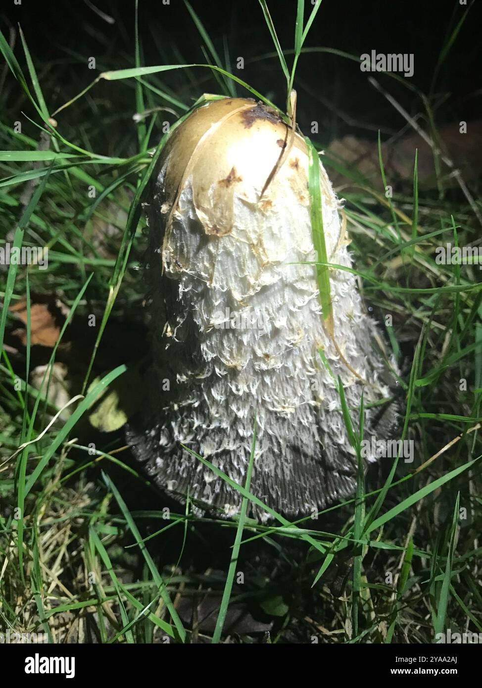 inky caps (Coprinus) Fungi Stock Photo - Alamy