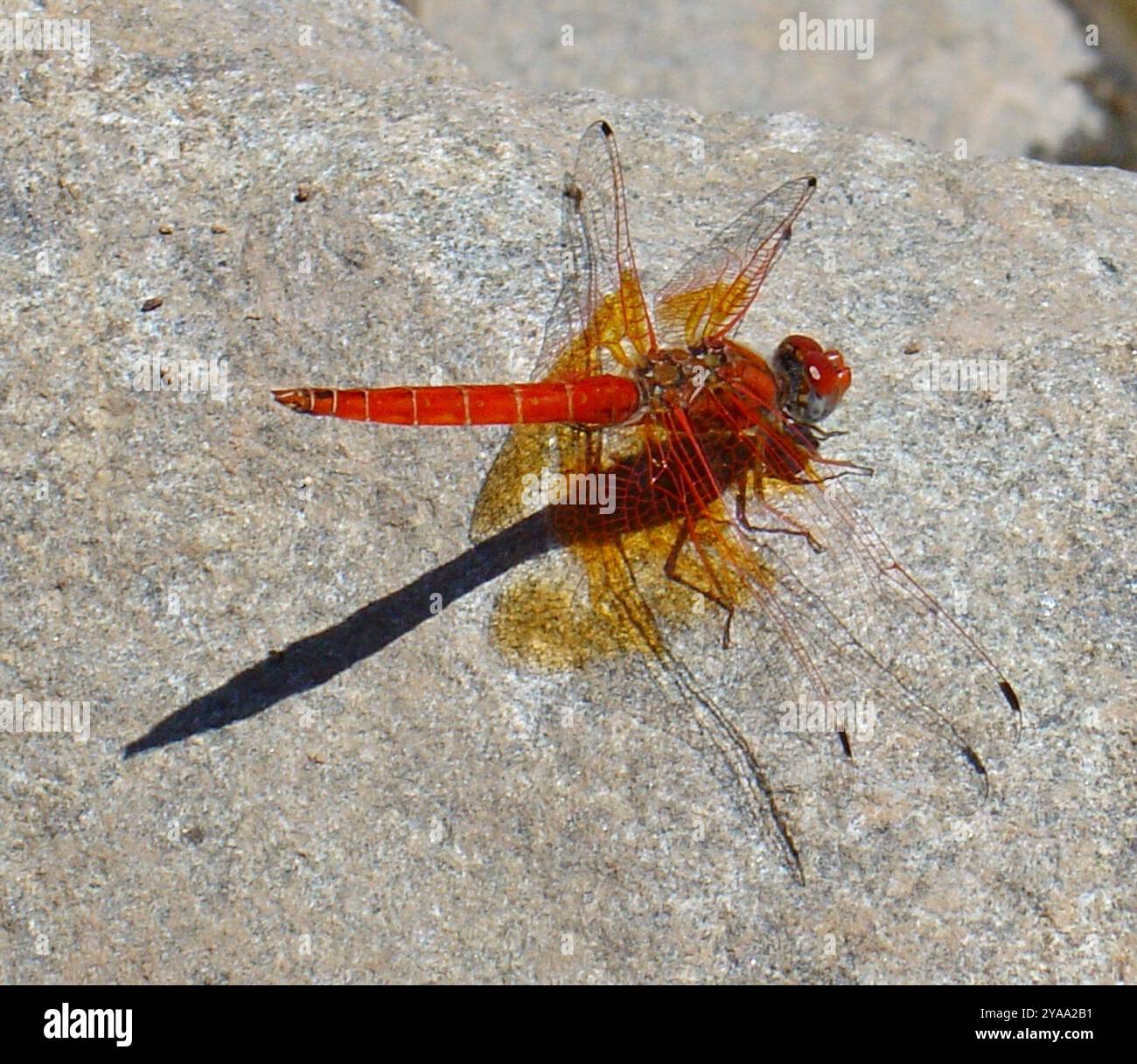 Orange-winged Dropwing (Trithemis kirbyi) Insecta Stock Photo - Alamy