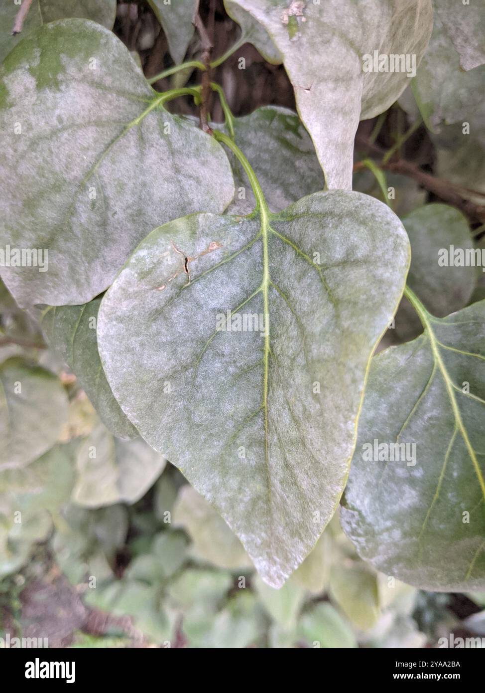 Lilac Powdery Mildew (Erysiphe syringae) Fungi Stock Photo - Alamy