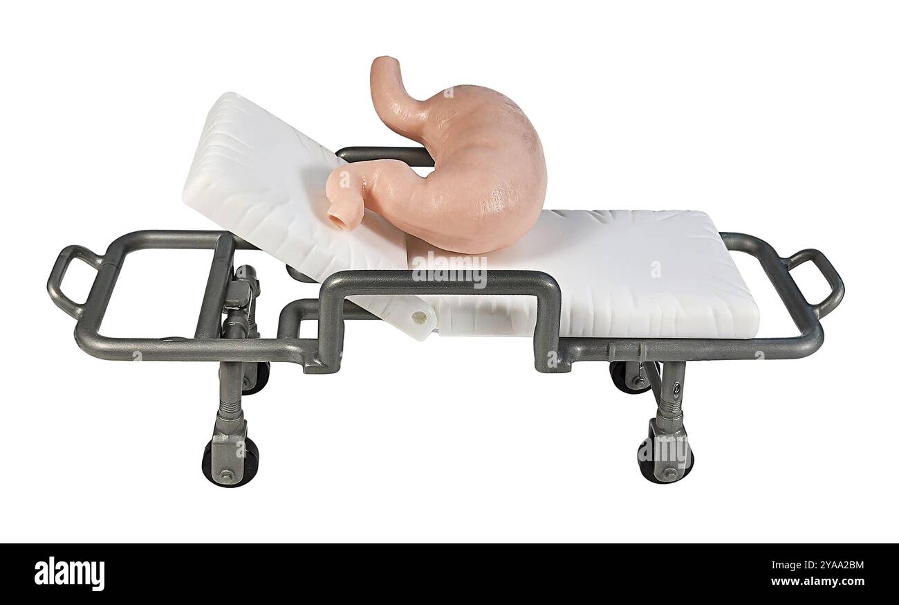 The stomach is the organ where food is processed in the body on a ...