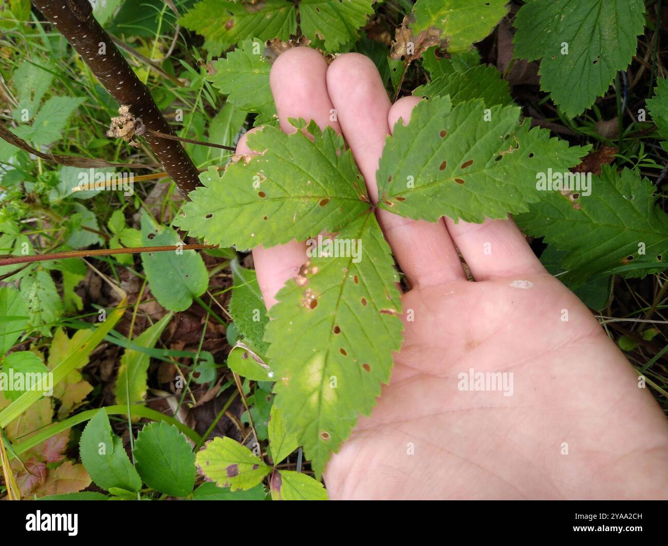 dwarf raspberry (Rubus pubescens) Plantae Stock Photo - Alamy