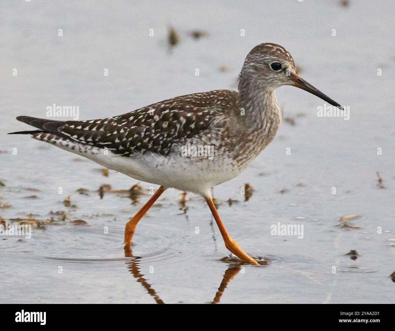 Lesser Yellowlegs (Tringa flavipes) Aves Stock Photo - Alamy