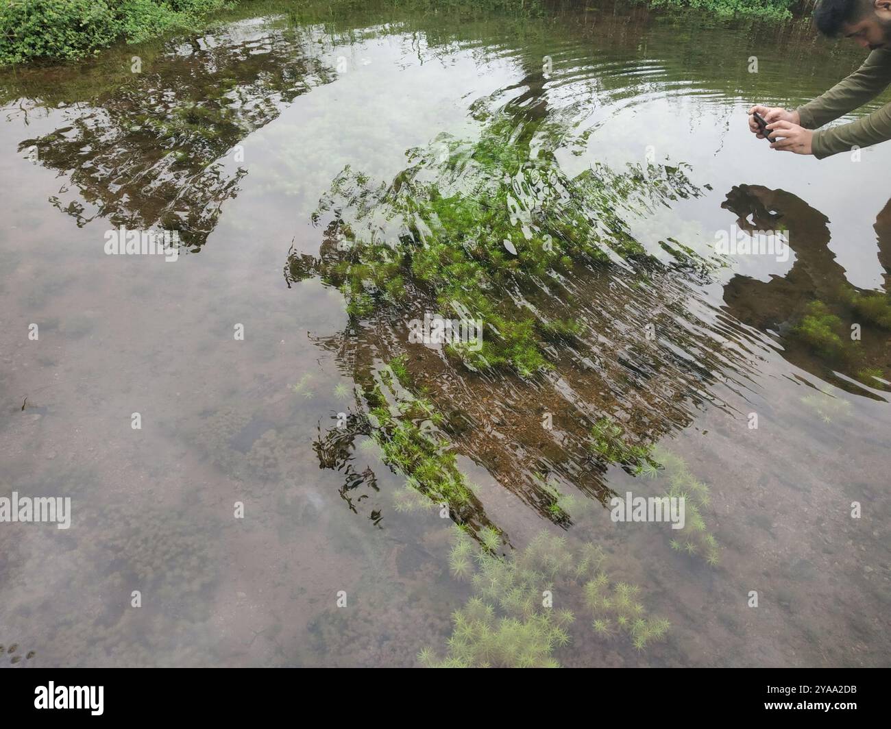 jambhli manjiri (Pogostemon deccanensis) Plantae Stock Photo - Alamy