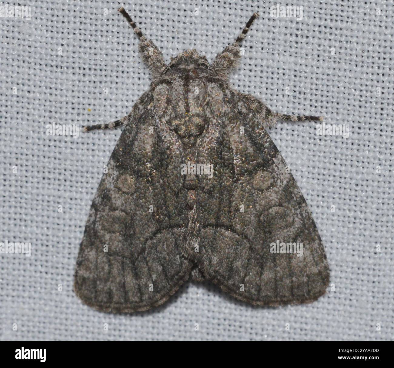 Brother Moth (Raphia frater) Insecta Stock Photo - Alamy