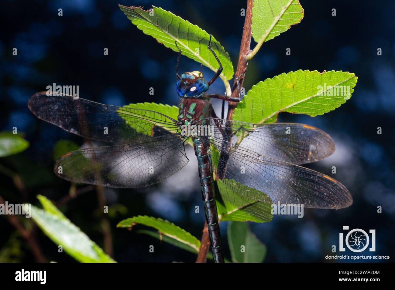 Cyrano Darner (Nasiaeschna pentacantha) Insecta Stock Photo - Alamy