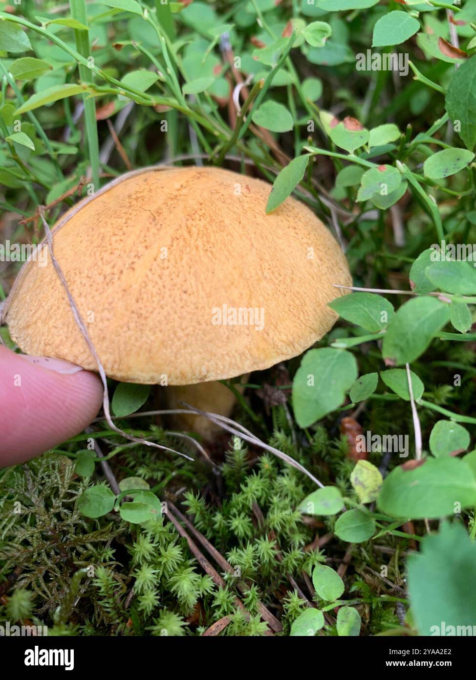 boletes (Boletaceae) Fungi Stock Photo - Alamy