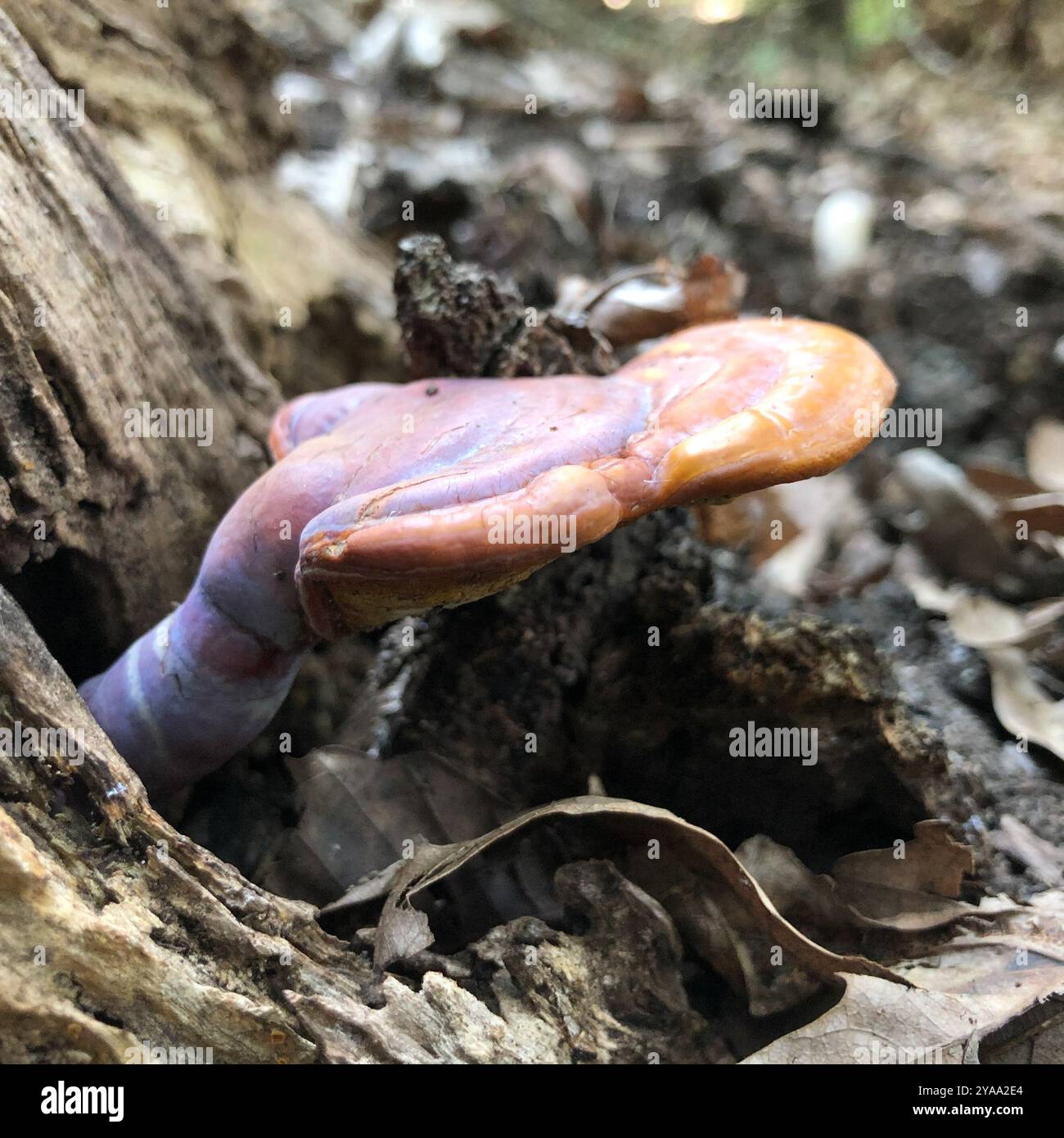 golden reishi (Ganoderma curtisii) Fungi Stock Photo - Alamy
