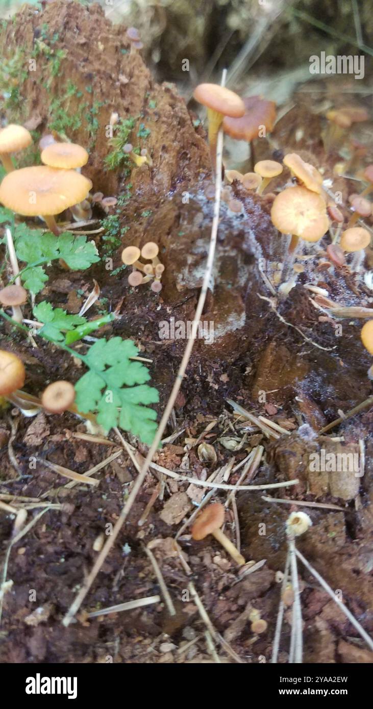 Pinewood Gingertail (Xeromphalina campanella) Fungi Stock Photo - Alamy