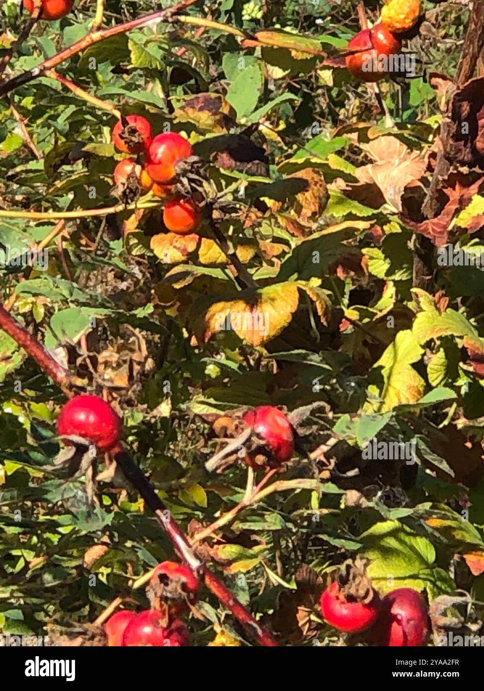 Nootka rose (Rosa nutkana) Plantae Stock Photo - Alamy