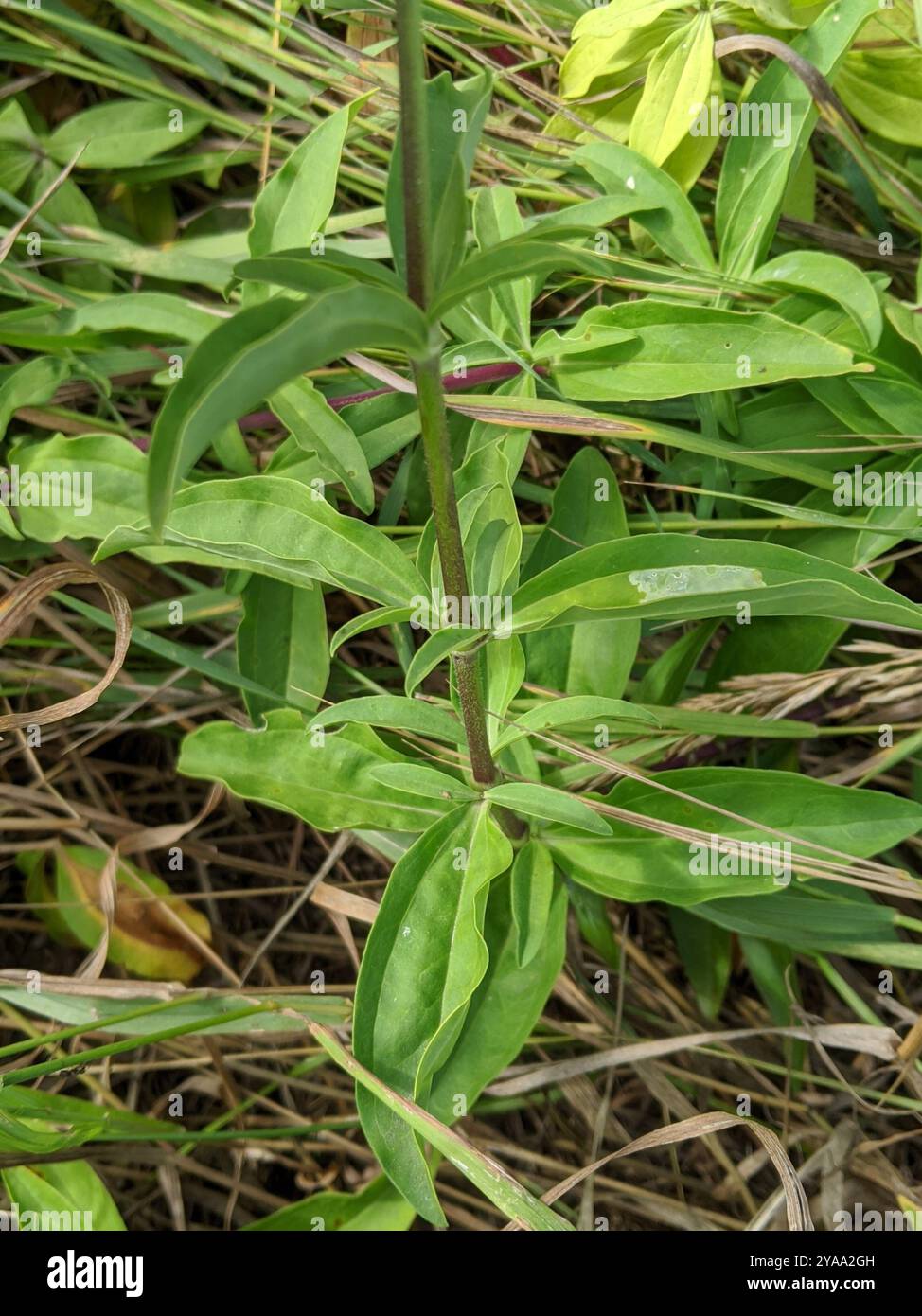 common soapwort (Saponaria officinalis) Plantae Stock Photo - Alamy