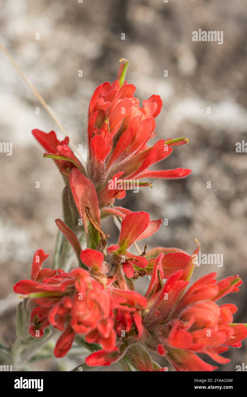 Woolly Paintbrush (Castilleja lanata) Plantae Stock Photo - Alamy