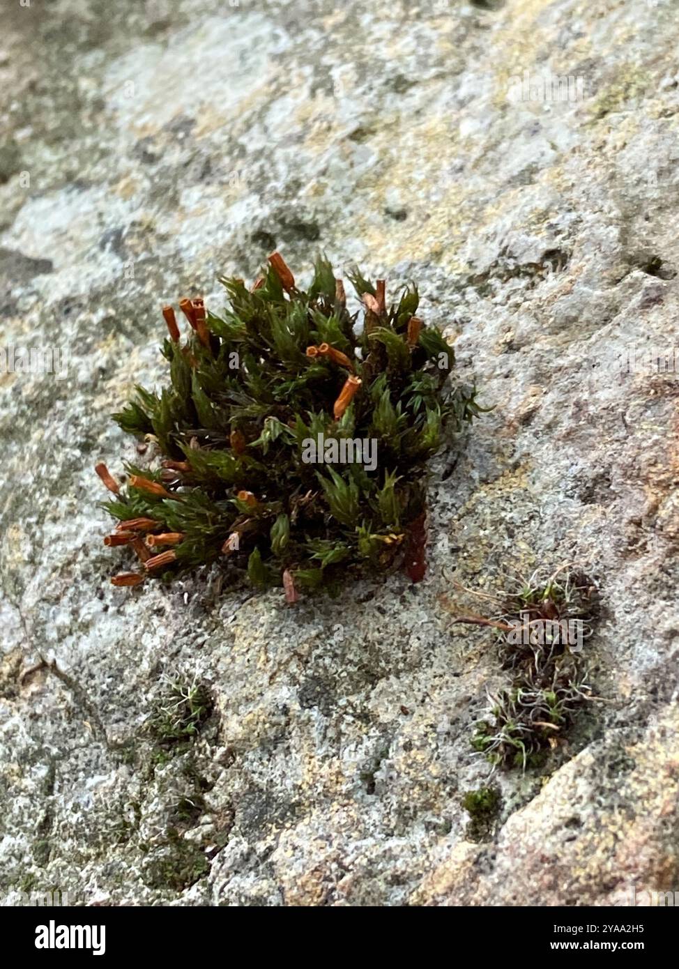 Anomalous Bristle-moss (Orthotrichum anomalum) Plantae Stock Photo - Alamy