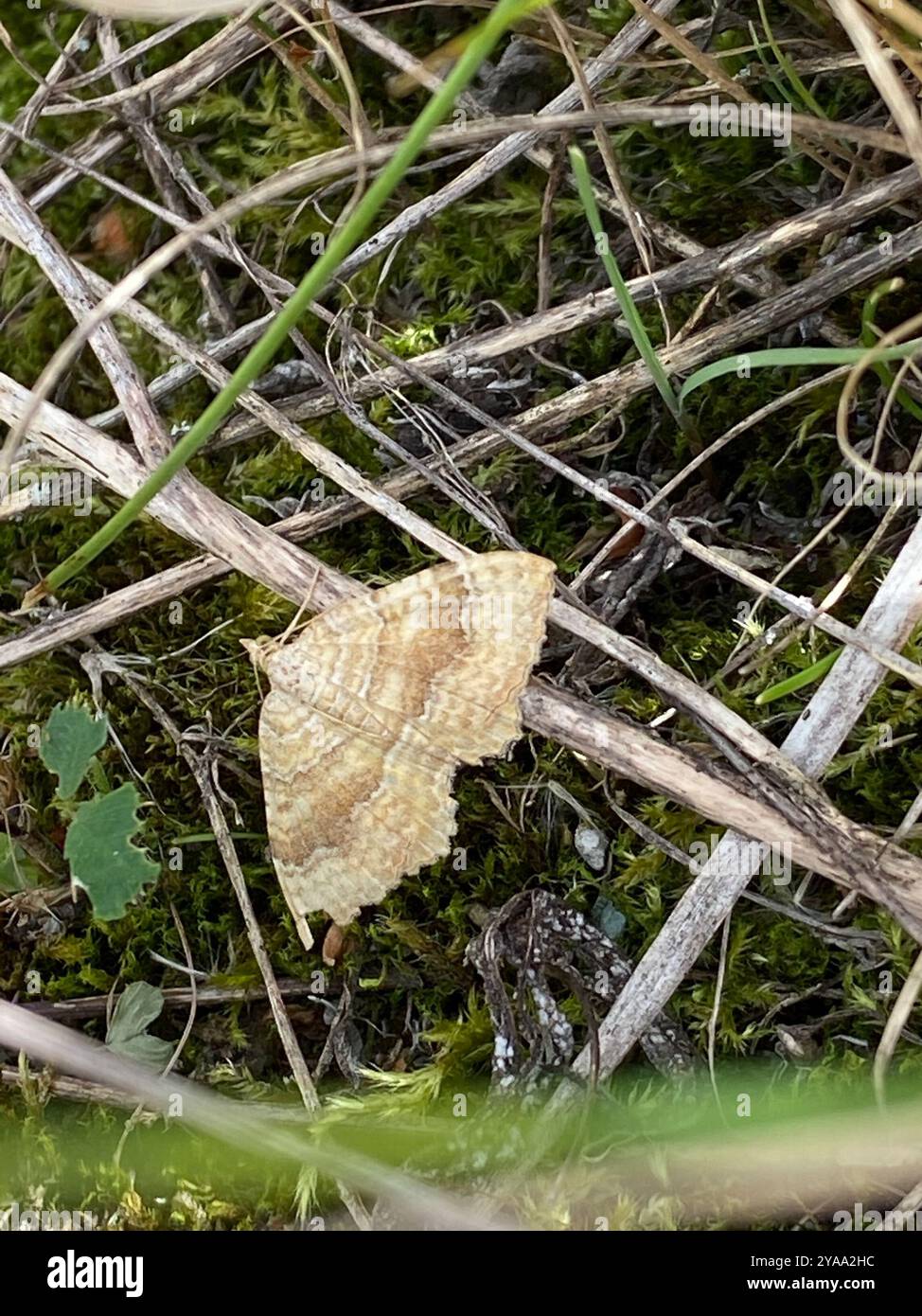 Yellow Shell Moth (Camptogramma bilineata) Insecta Stock Photo - Alamy