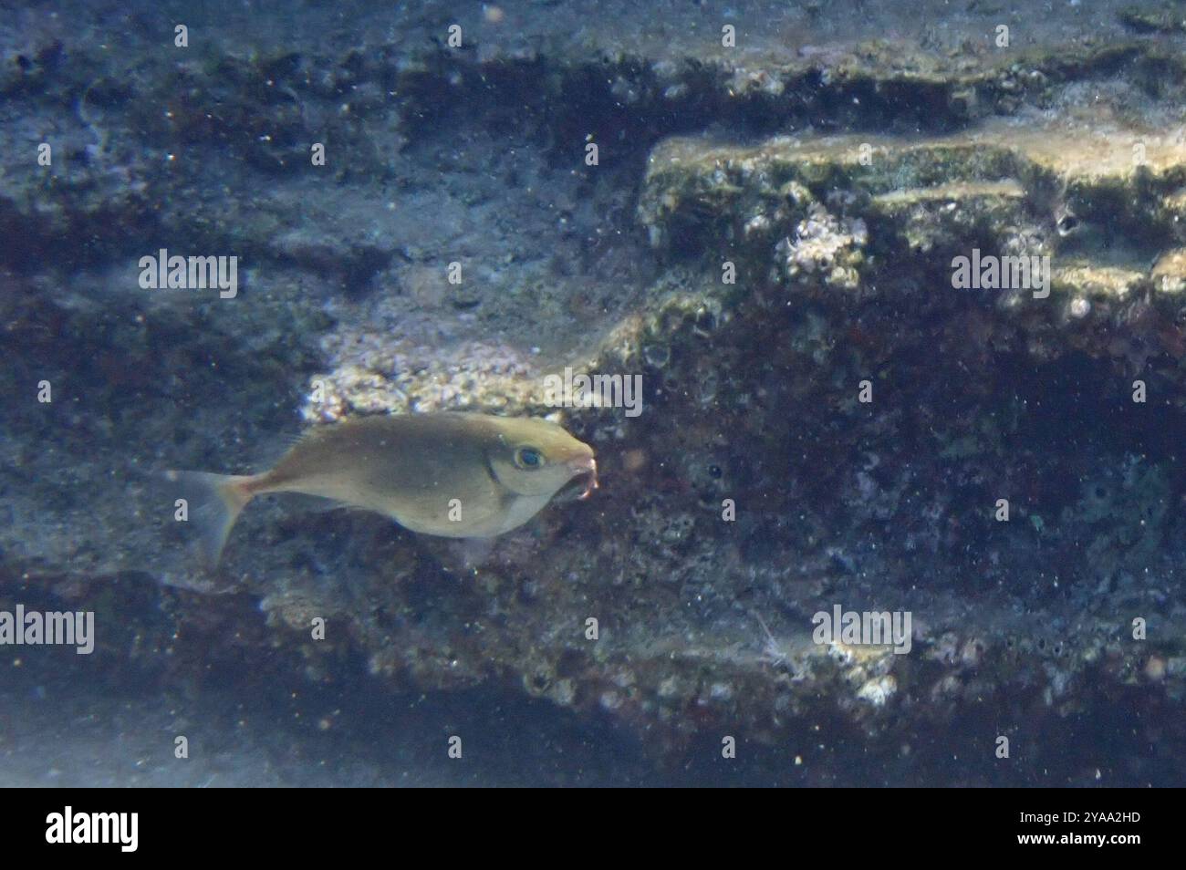 Rivulated Rabbitfish (Siganus rivulatus) Actinopterygii Stock Photo - Alamy