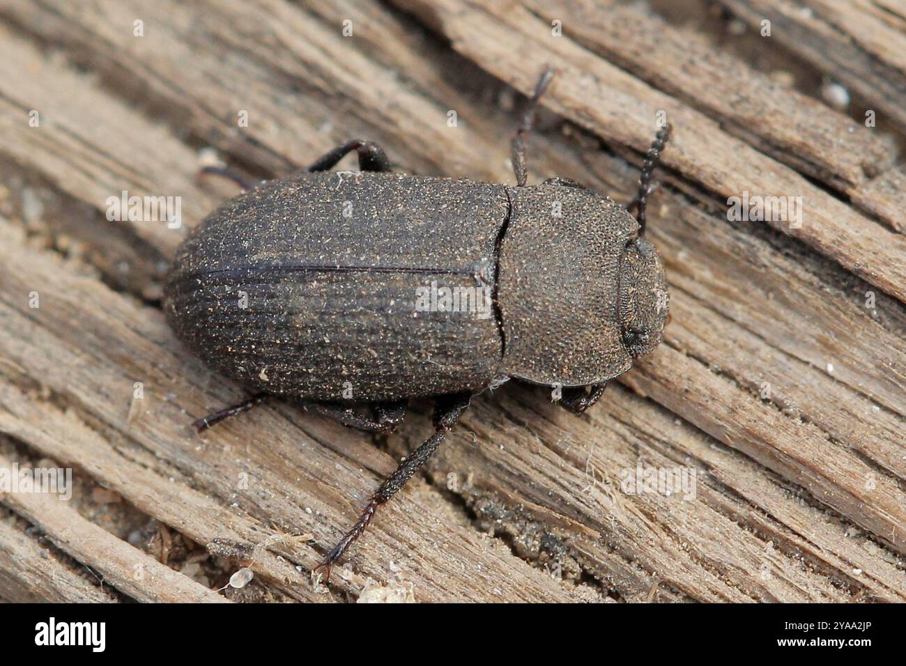 Granulatum hi-res stock photography and images - Alamy
