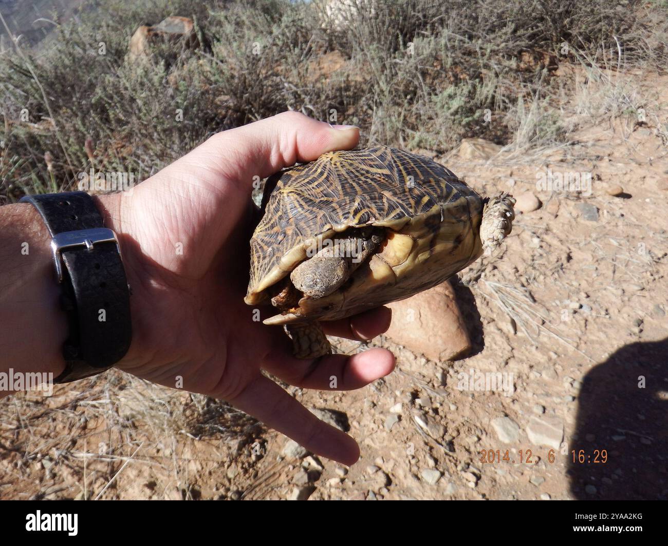 Southern tent tortoise (Psammobates tentorius tentorius) Reptilia Stock ...