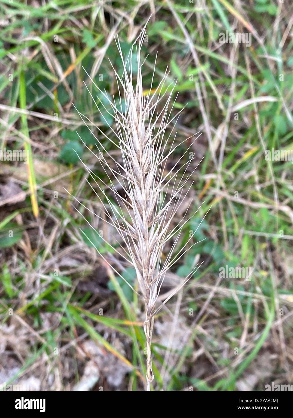Canada wild rye (Elymus canadensis) Plantae Stock Photo - Alamy
