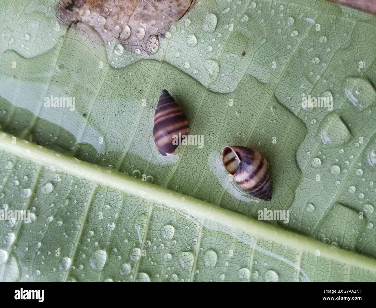 West Indian Bulimulus (Bulimulus guadalupensis) Mollusca Stock Photo ...