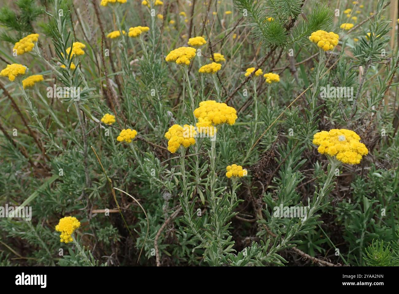 Cape Gold Everlasting (Helichrysum splendidum) Plantae Stock Photo - Alamy