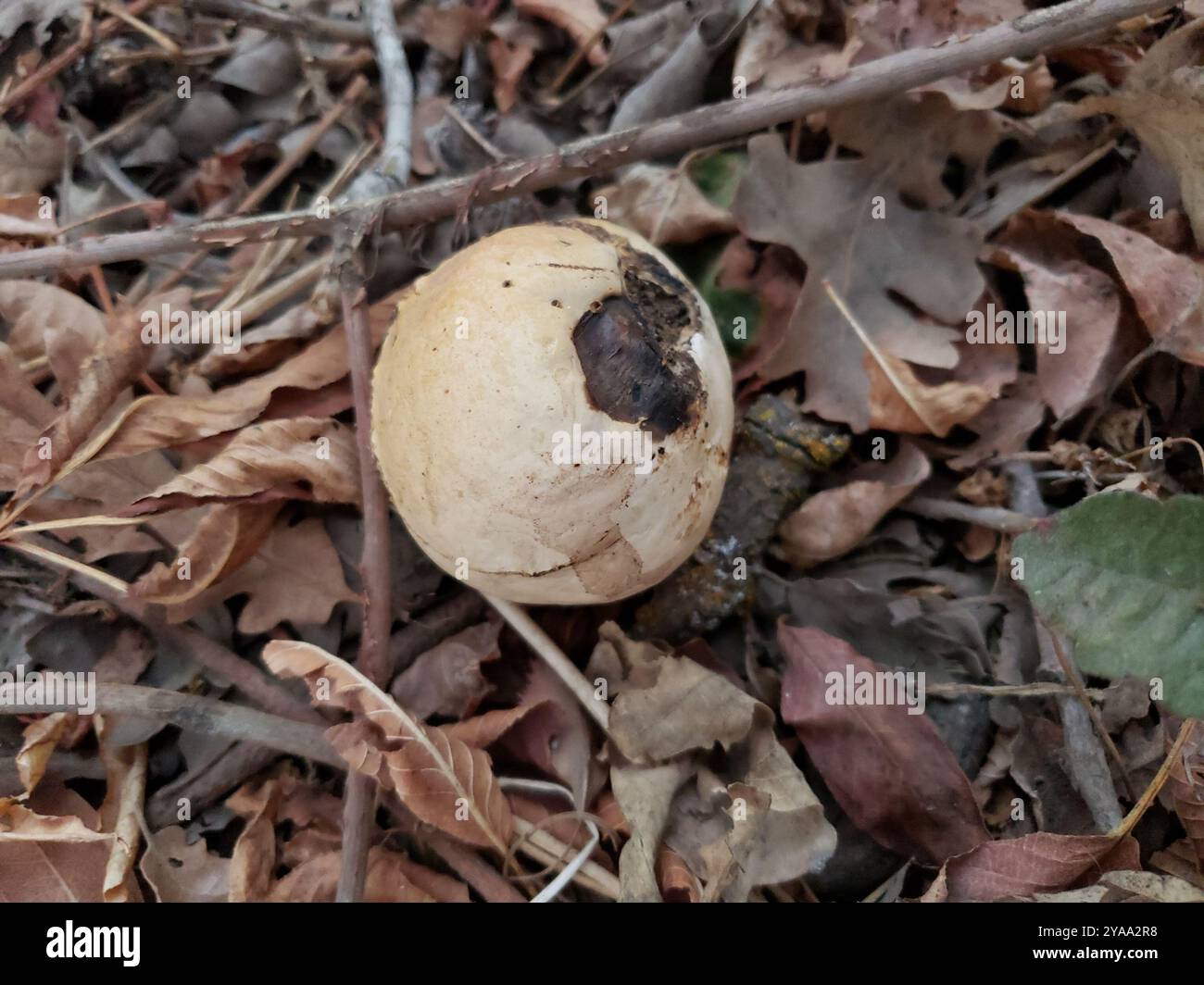 California Gall Wasp (Andricus quercuscalifornicus) Insecta Stock Photo ...