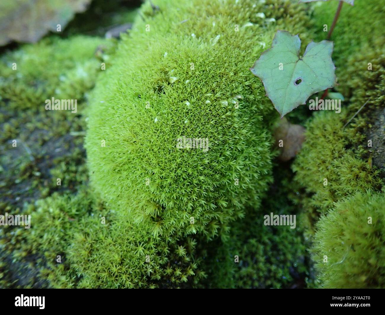 Summer-moss (Anoectangium aestivum) Plantae Stock Photo - Alamy