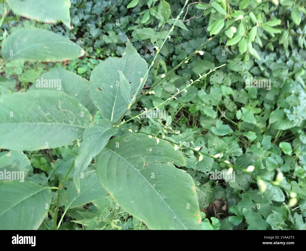 American jumpseed (Persicaria virginiana) Plantae Stock Photo - Alamy