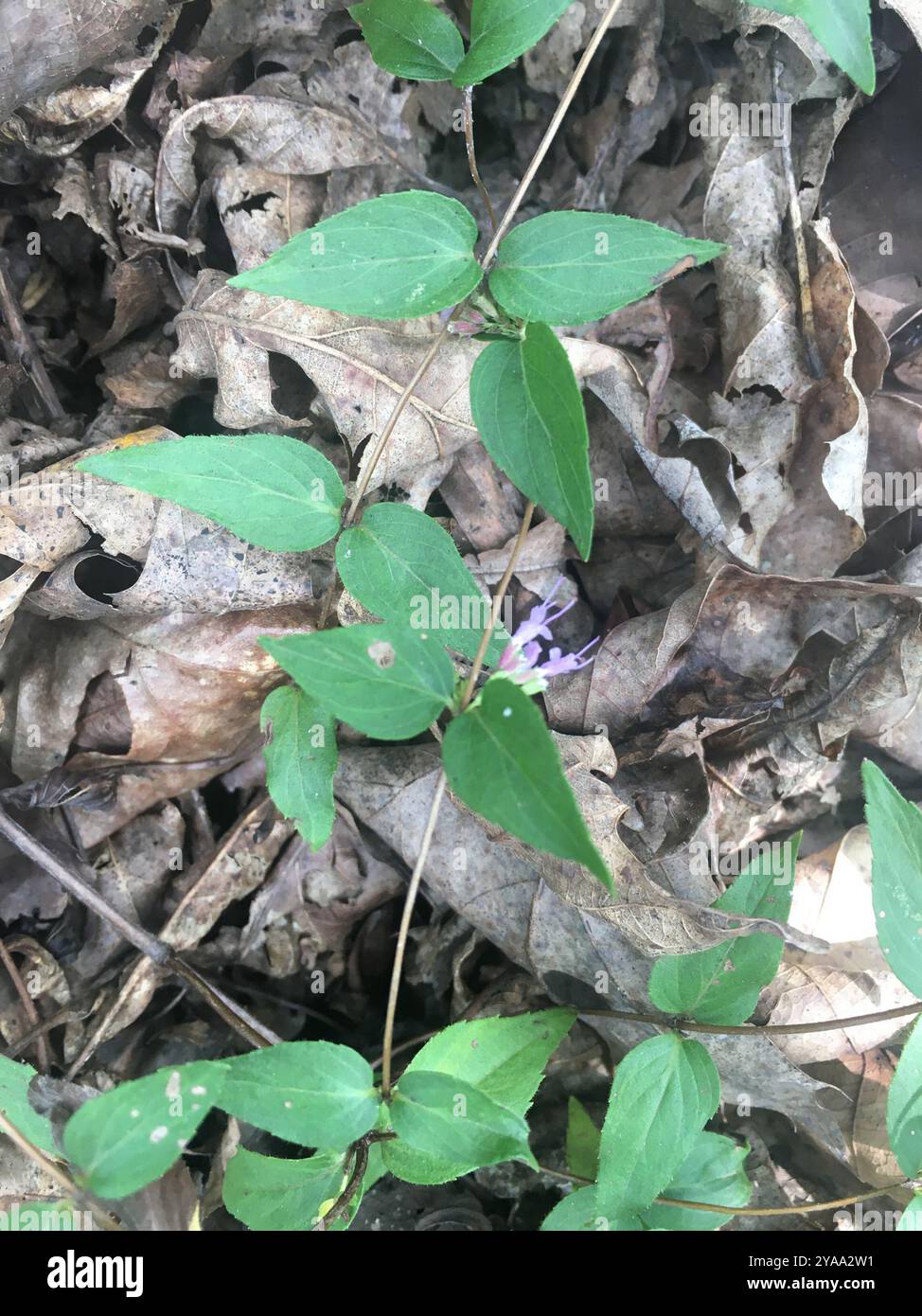 common dittany (Cunila origanoides) Plantae Stock Photo - Alamy