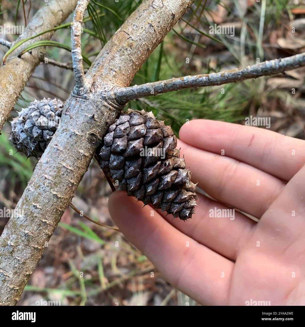 sand pine (Pinus clausa) Plantae Stock Photo - Alamy