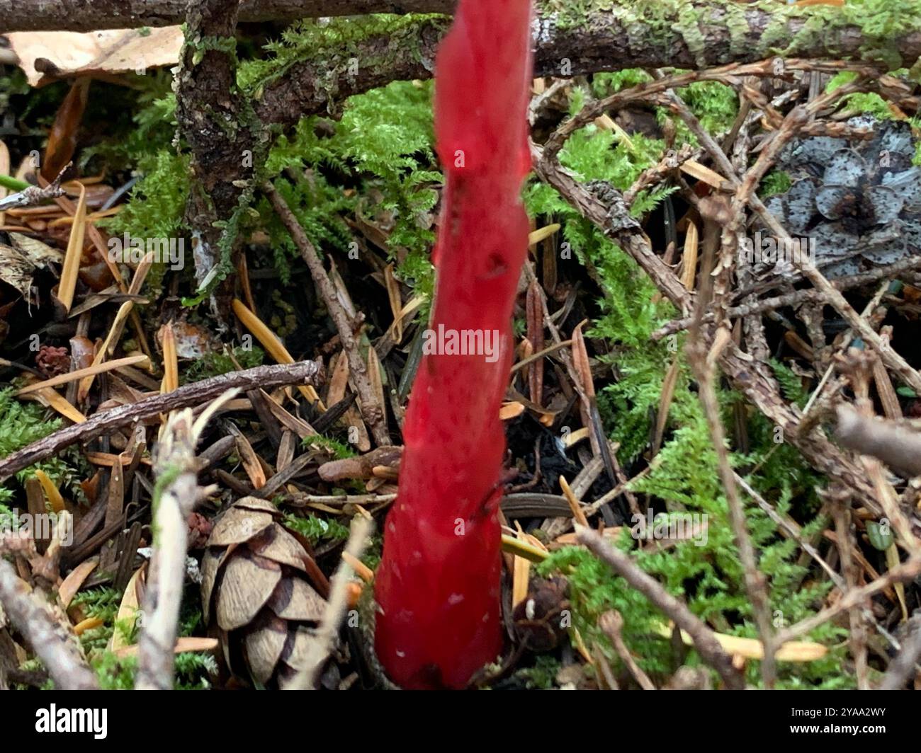 pinesap (Monotropa hypopitys) Plantae Stock Photo - Alamy