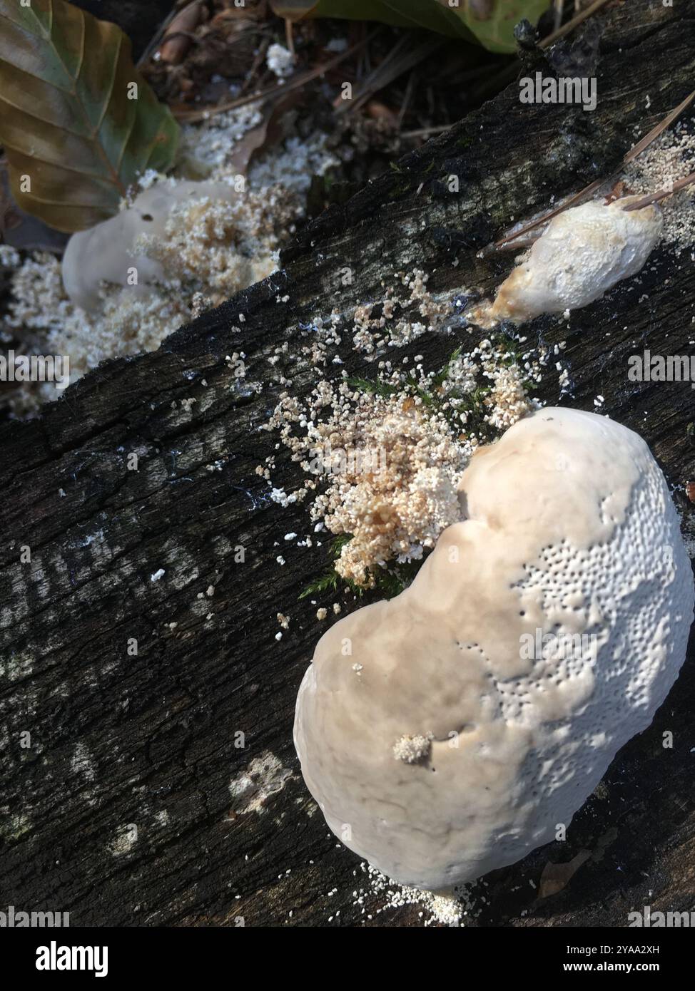 Lumpy Bracket (Trametes gibbosa) Fungi Stock Photo - Alamy