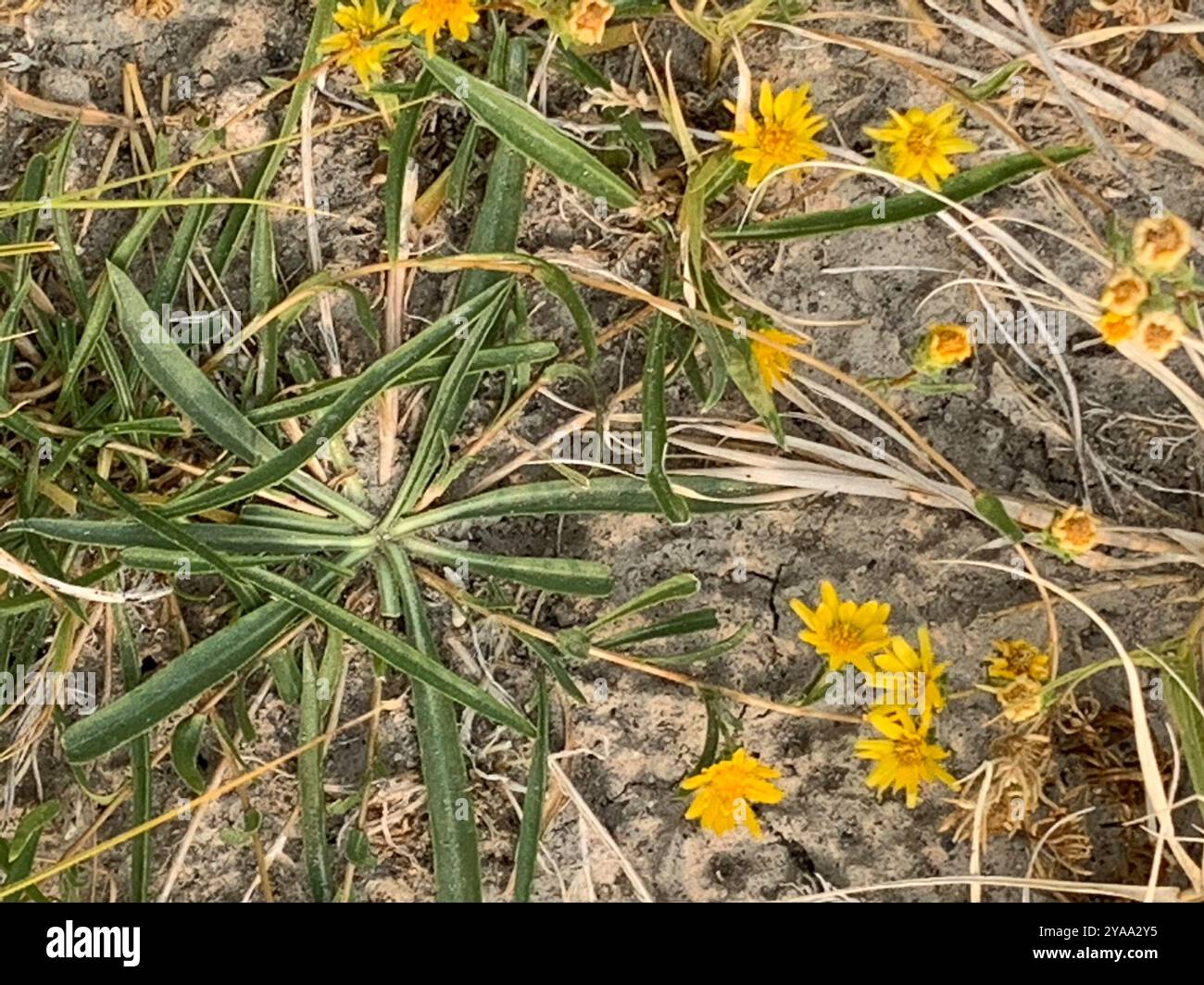 clustered goldenweed (Pyrrocoma racemosa) Plantae Stock Photo - Alamy