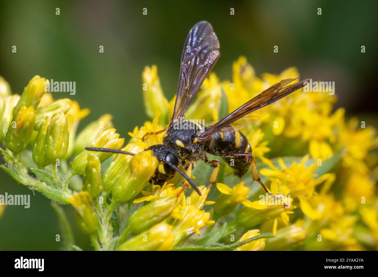 Typical Weevil Wasps and Allies (Cerceris) Insecta Stock Photo - Alamy