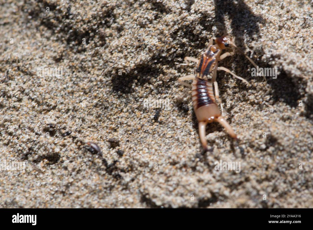 Shore Earwig (Labidura riparia) Insecta Stock Photo - Alamy