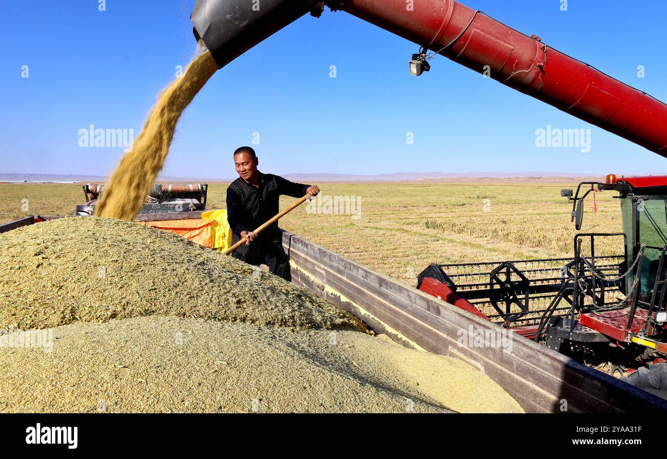 ZHANGYE, CHINA - OCTOBER 12, 2024 - Farmers drive large harvesters to ...