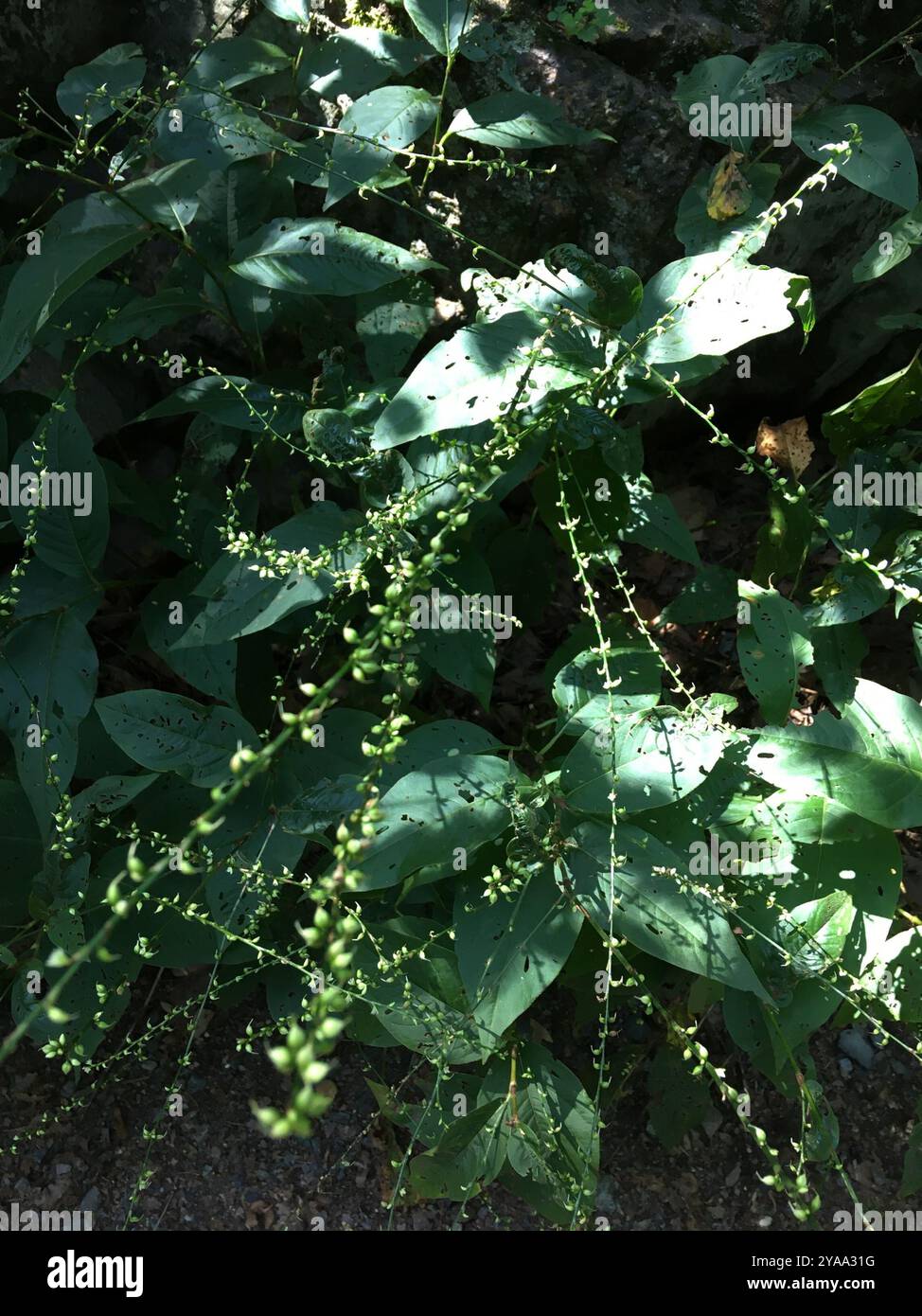 American jumpseed (Persicaria virginiana) Plantae Stock Photo - Alamy